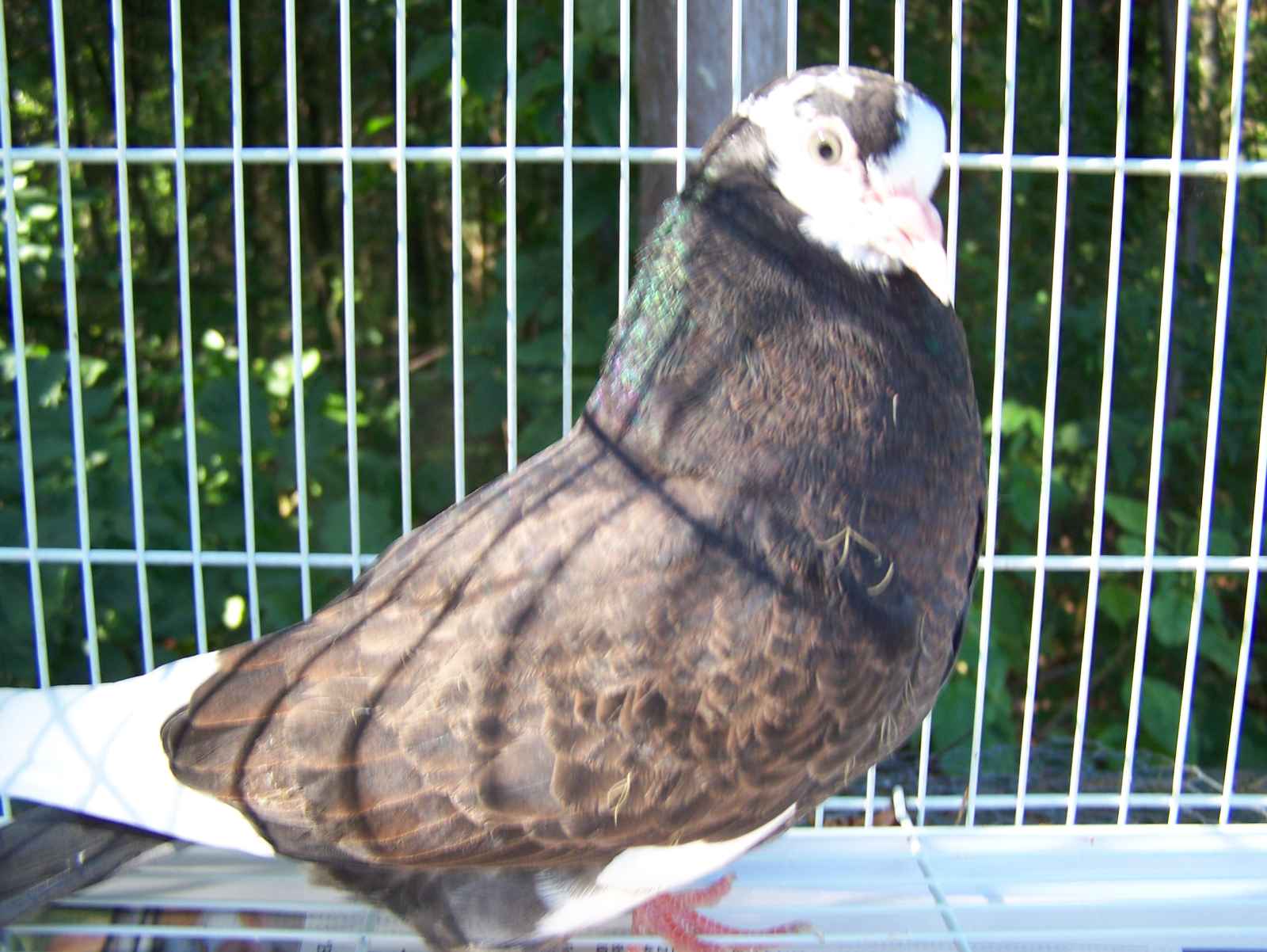 Birmingham Roller Pigeon Pictures ~ ENCYCLOPEDIA OF PIGEON BREEDS