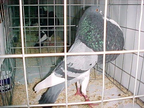Norwich Cropper Pigeon Pictures ~ ENCYCLOPEDIA OF PIGEON BREEDS