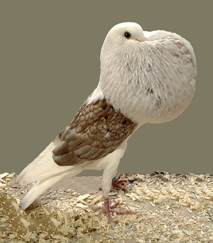 Voorburg Shield Cropper Pigeon Pictures ~ ENCYCLOPEDIA OF PIGEON BREEDS