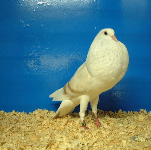 Voorburg Shield Cropper Pigeon Pictures ~ ENCYCLOPEDIA OF PIGEON BREEDS