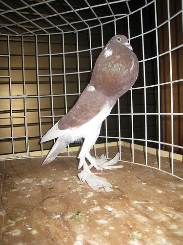 English Pouter Pigeon Pictures ~ ENCYCLOPEDIA OF PIGEON BREEDS