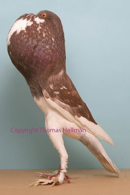English Pouter Pigeon Pictures ~ ENCYCLOPEDIA OF PIGEON BREEDS