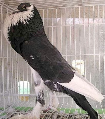 English Pouter Pigeon Pictures ~ ENCYCLOPEDIA OF PIGEON BREEDS