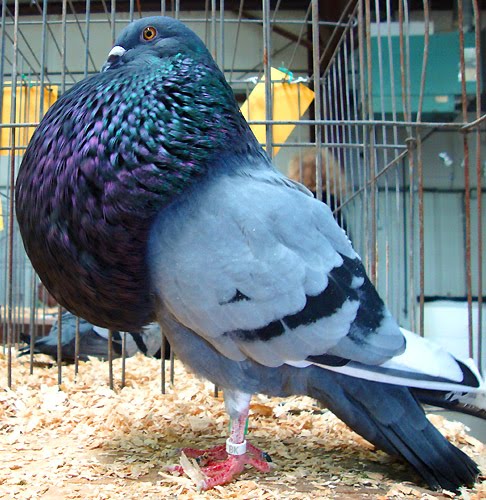 Gaditano Pouter Pigeon Pictures ~ ENCYCLOPEDIA OF PIGEON BREEDS