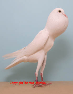 Brunner Pouter Pigeon Pictures ~ ENCYCLOPEDIA OF PIGEON BREEDS
