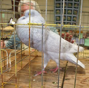Horseman Thief Pouter Pigeon Pictures ~ ENCYCLOPEDIA OF PIGEON BREEDS