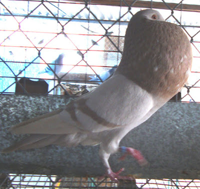 Horseman Thief Pouter Pigeon Pictures ~ ENCYCLOPEDIA OF PIGEON BREEDS
