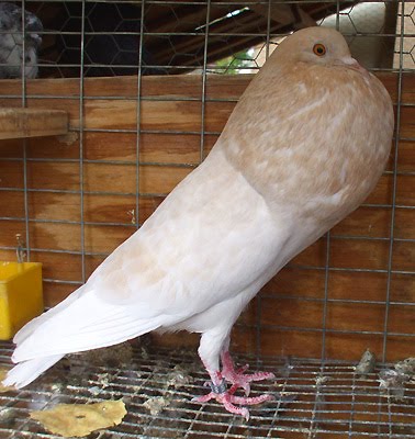 Horseman Thief Pouter Pigeon Pictures ~ ENCYCLOPEDIA OF PIGEON BREEDS