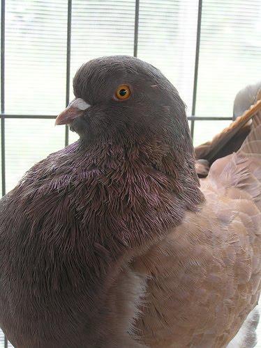 Schietti Modena Pigeon Pictures ~ ENCYCLOPEDIA OF PIGEON BREEDS