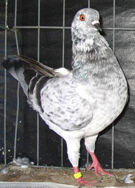 German Modena Pigeon Pictures ~ ENCYCLOPEDIA OF PIGEON BREEDS