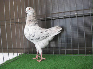 German Modena Pigeon Pictures ~ ENCYCLOPEDIA OF PIGEON BREEDS