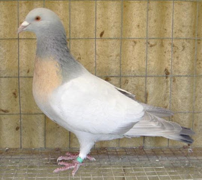 Coburg Lark Pigeon ~ ENCYCLOPEDIA OF PIGEON BREEDS