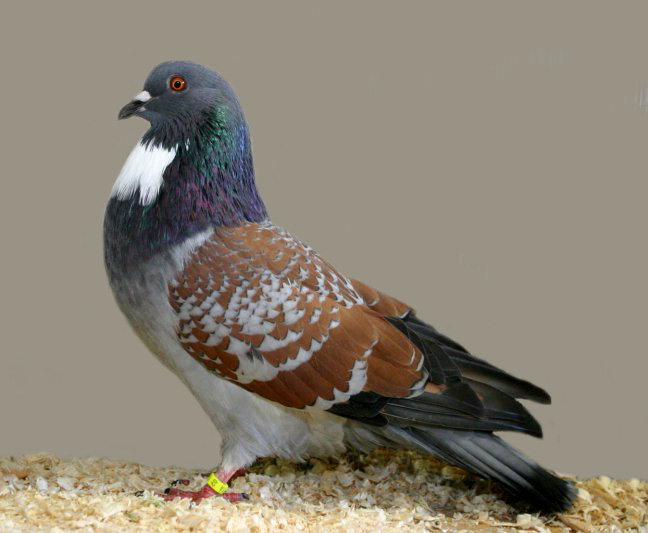 Cauchois Pigeon ~ ENCYCLOPEDIA OF PIGEON BREEDS