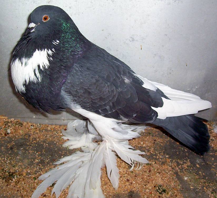 Pomeranian Pouter Pigeon ~ ENCYCLOPEDIA OF PIGEON BREEDS