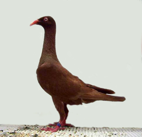 German Long Faced Tumbler Pigeon ~ ENCYCLOPEDIA OF PIGEON BREEDS