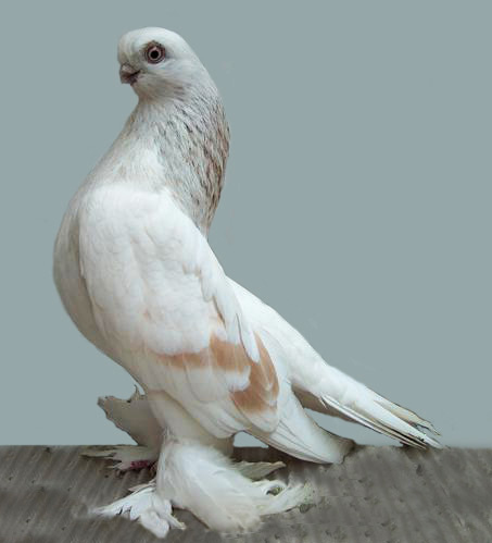 Berlin Short Faced Muffed Tumbler Pigeon ~ ENCYCLOPEDIA OF PIGEON BREEDS
