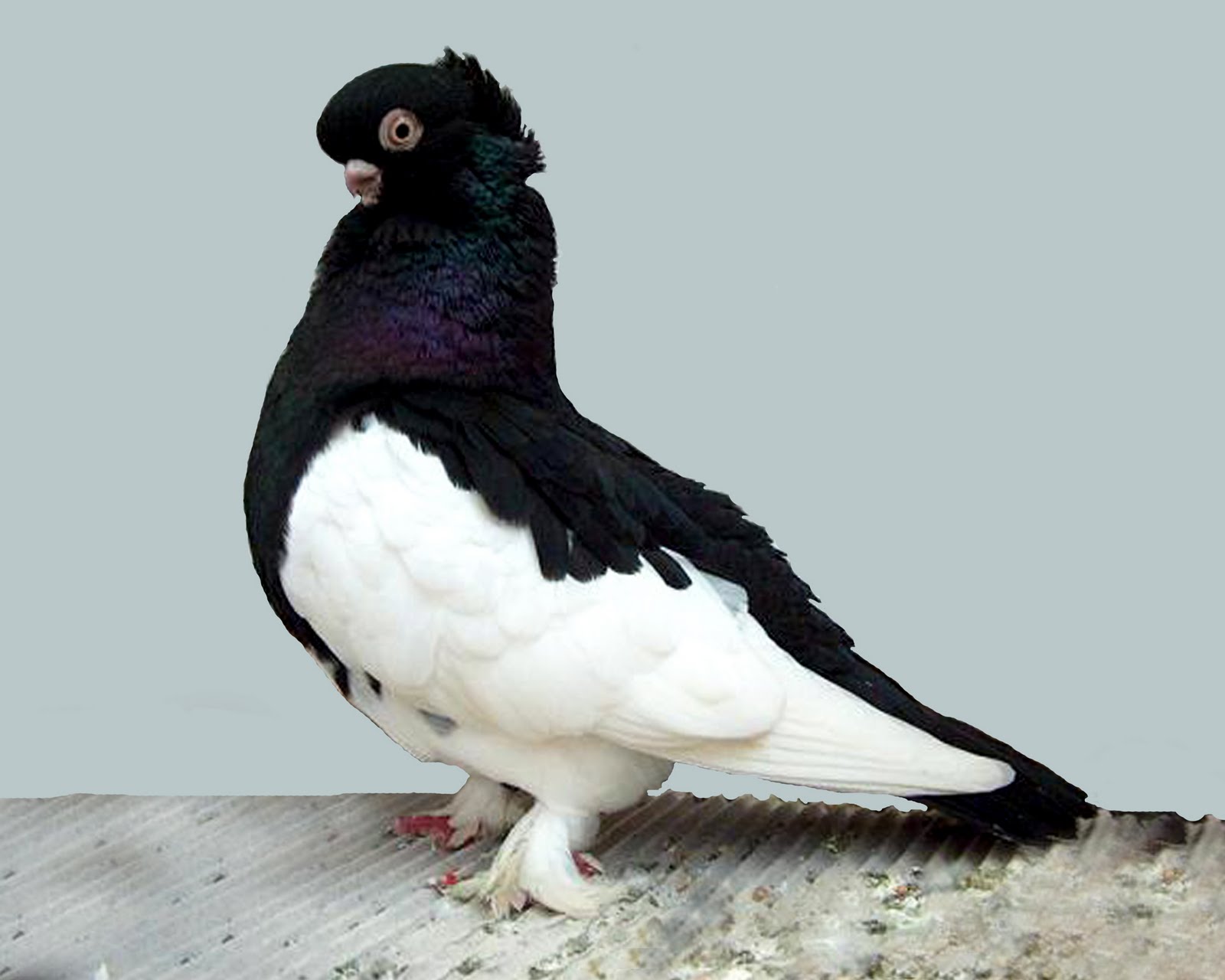 Ancient Tumbler Pigeon ~ ENCYCLOPEDIA OF PIGEON BREEDS