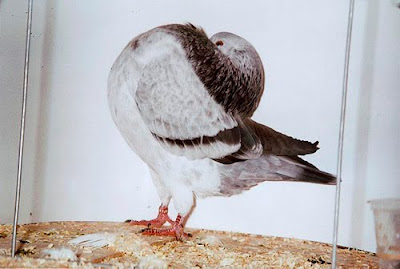 Holle Cropper Pigeon Pictures ~ ENCYCLOPEDIA OF PIGEON BREEDS