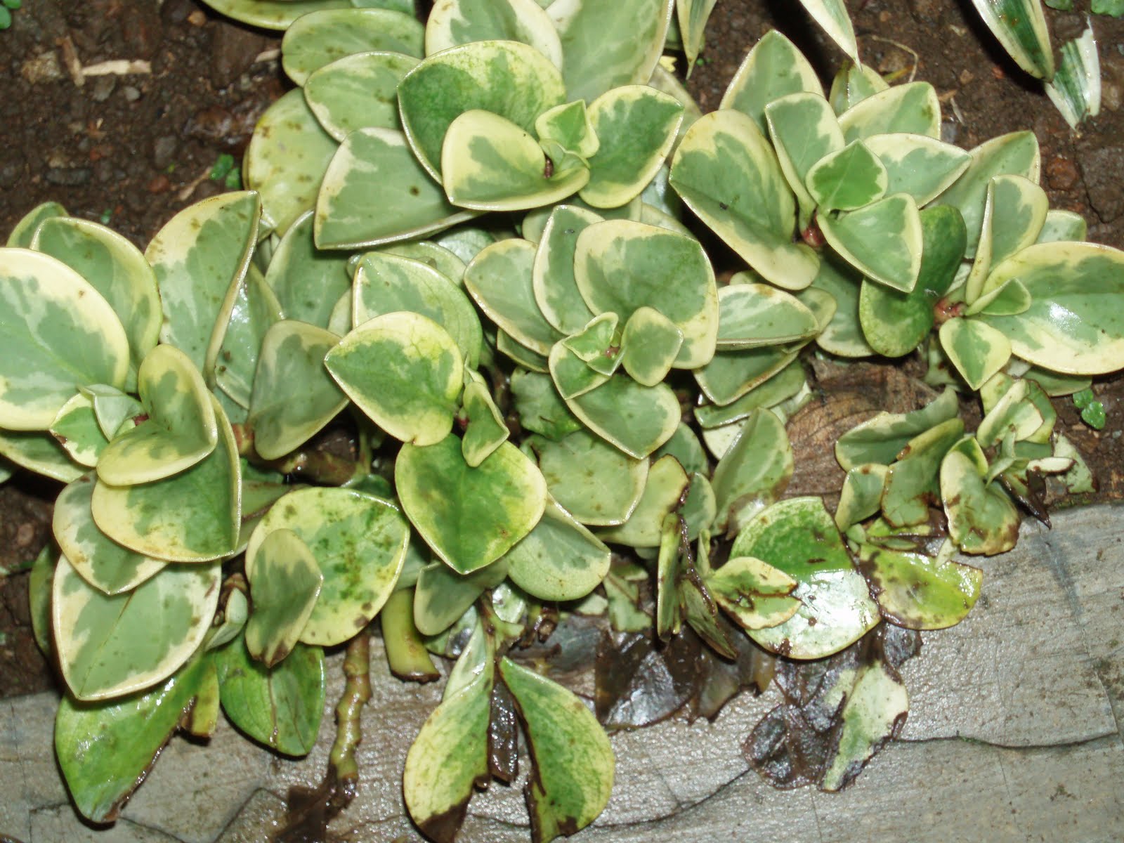 Plants: Peperomia