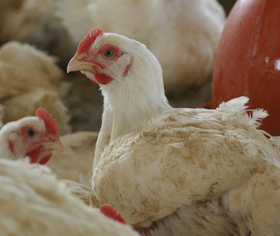 Proyecto: Cría y comercialización de pollos