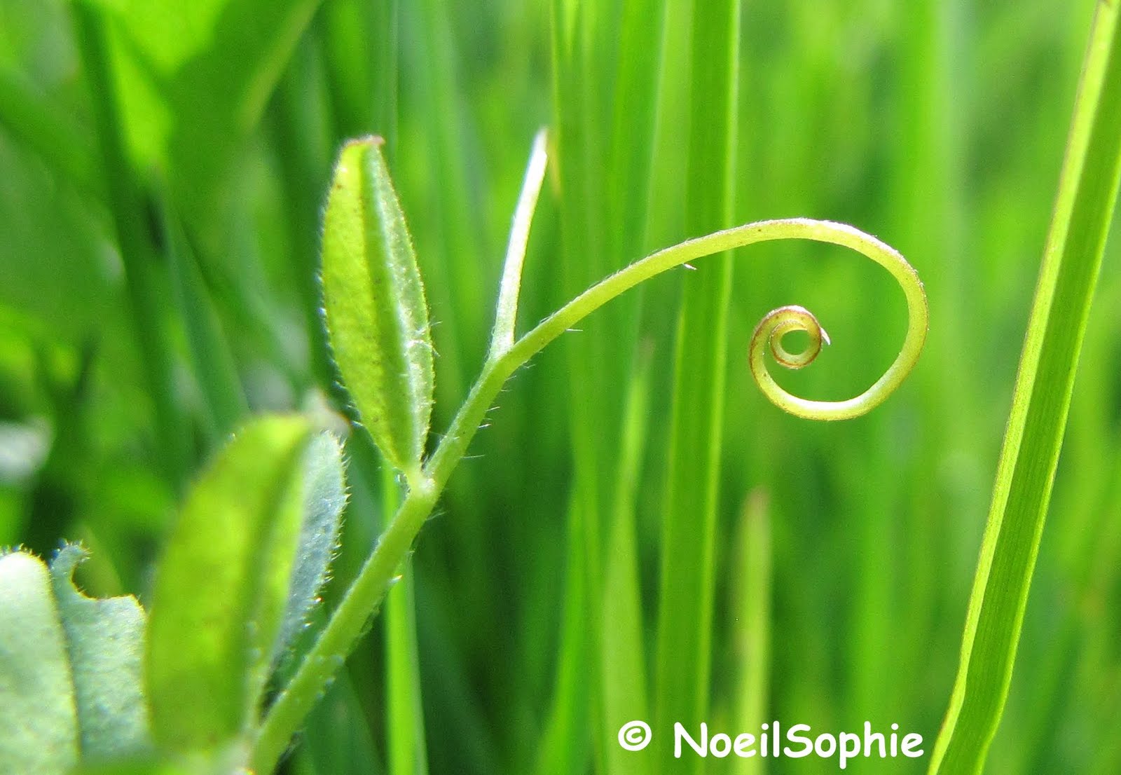 Le n'oeil de Sophie: Arabesques