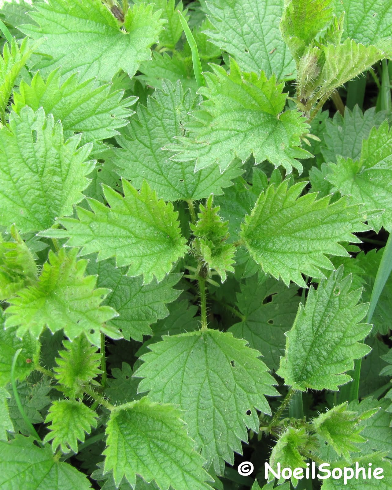 Le n'oeil de Sophie: Le temps des orties