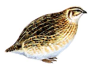 Criação de Codornas: A codorna