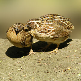 Criação de Codornas: A codorna japonesa (Coturnix japonica)