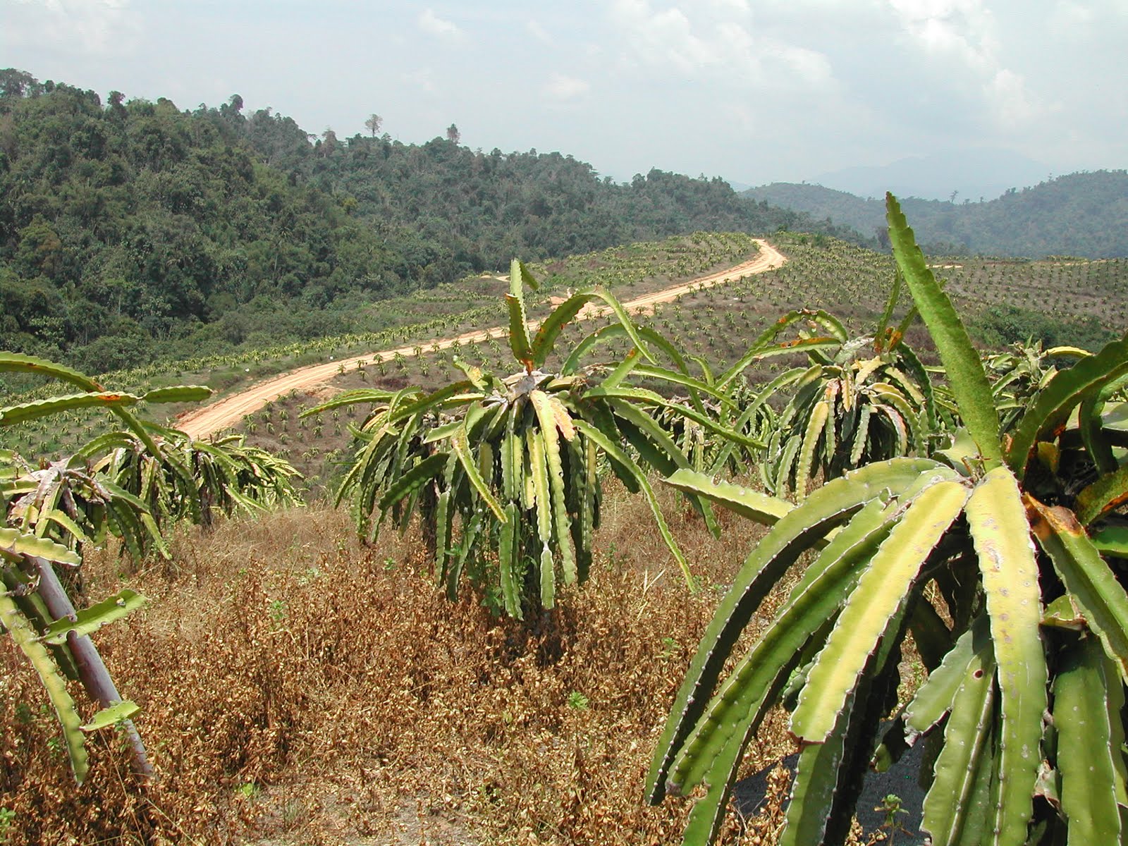 Dragon Fruits Farming And Tips Part 3 ~ All About Dragon World - Dragon ...