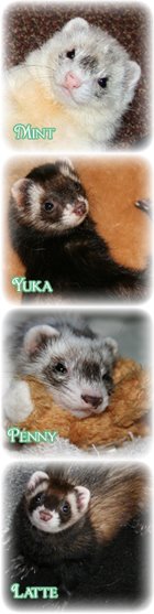 Little Dooks: Angora Ferrets!
