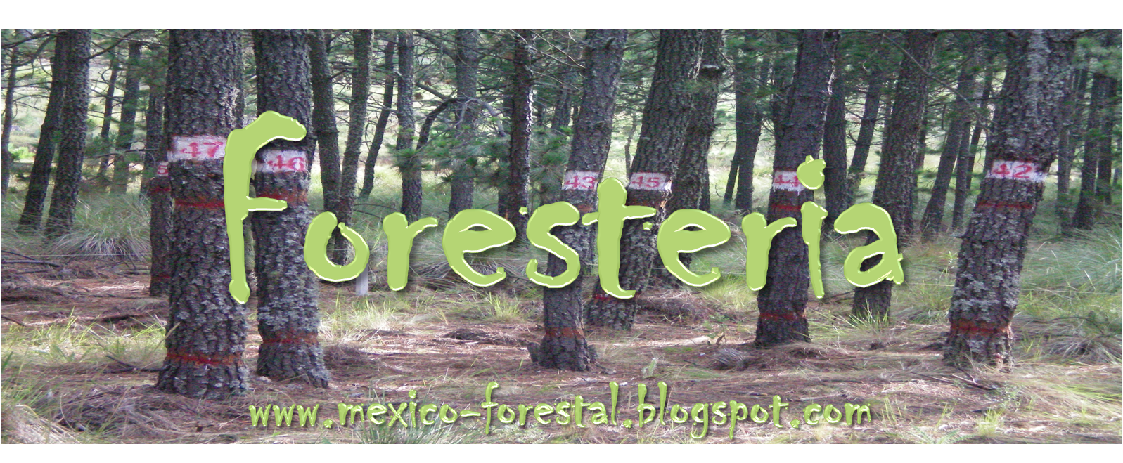 foresteria