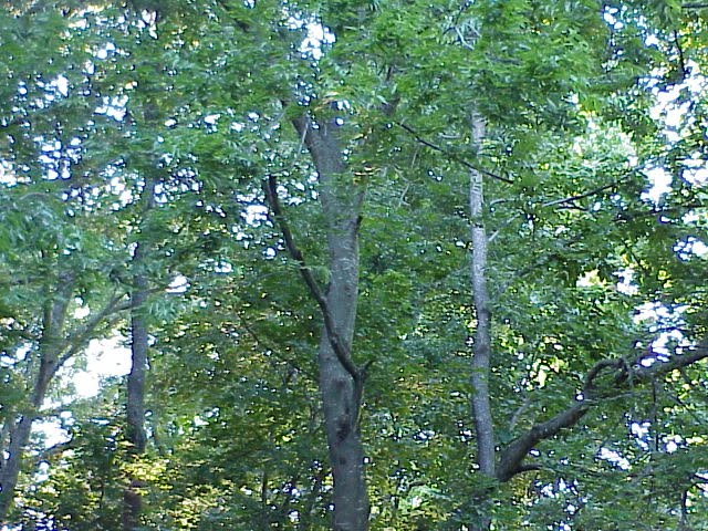 Bona Dea Sanctuary Nature Notes: Bona Dea trees Update