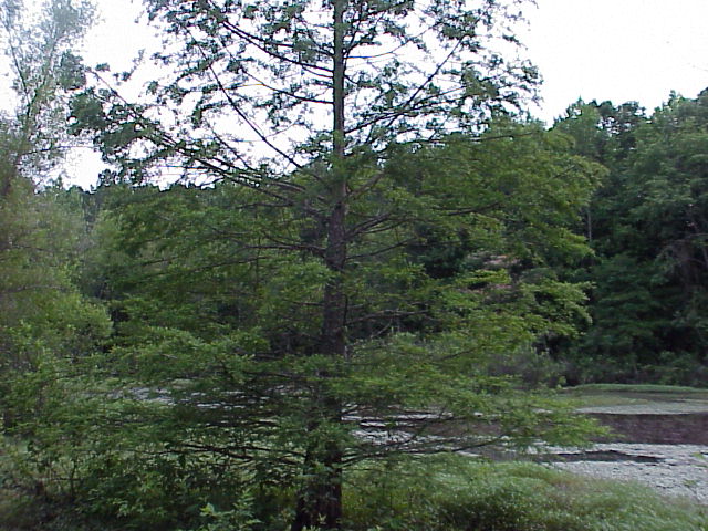 Bona Dea Sanctuary Nature Notes: Bona Dea tree Update