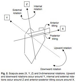 The P and S Project: Scapular positioning in athlete's shoulder ...