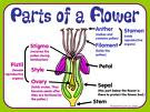 Mrs. Crull's Second Grade Class: Parts of a Plant