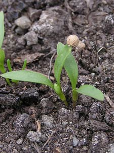 Northern Nevada Jr. Gardener: Cilantro - My favorite herb