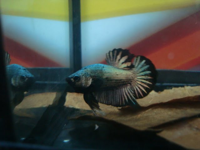 Brunei Betta: Black Dragon Hmpk