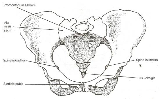 Medical study 'n lifestyle: distosia