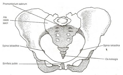 Bidan Thina: Anatomi panggul dan macam-macam panggul
