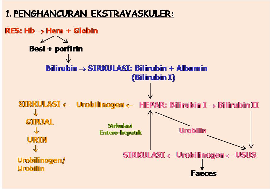 MEKANISME PEMBENTUKAN BILIRUBIN