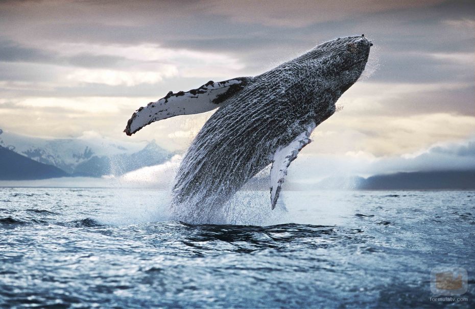 Platense Handball: Las Ballenas no perdonan