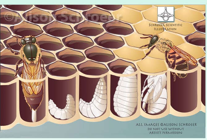 Honey Bee Queen Life Cycle