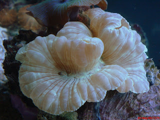 DEMONSORI: Marine Tank--LPS Corals ( Fox Coral)