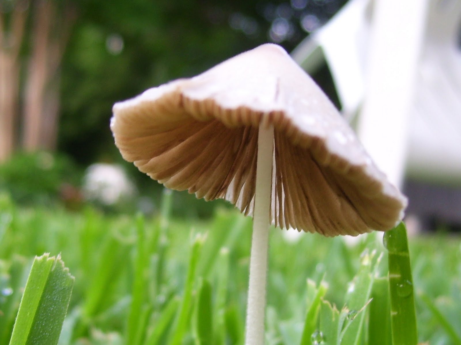 PeridotsGardenBlog: Mushrooms, Toadstools or Fungi?