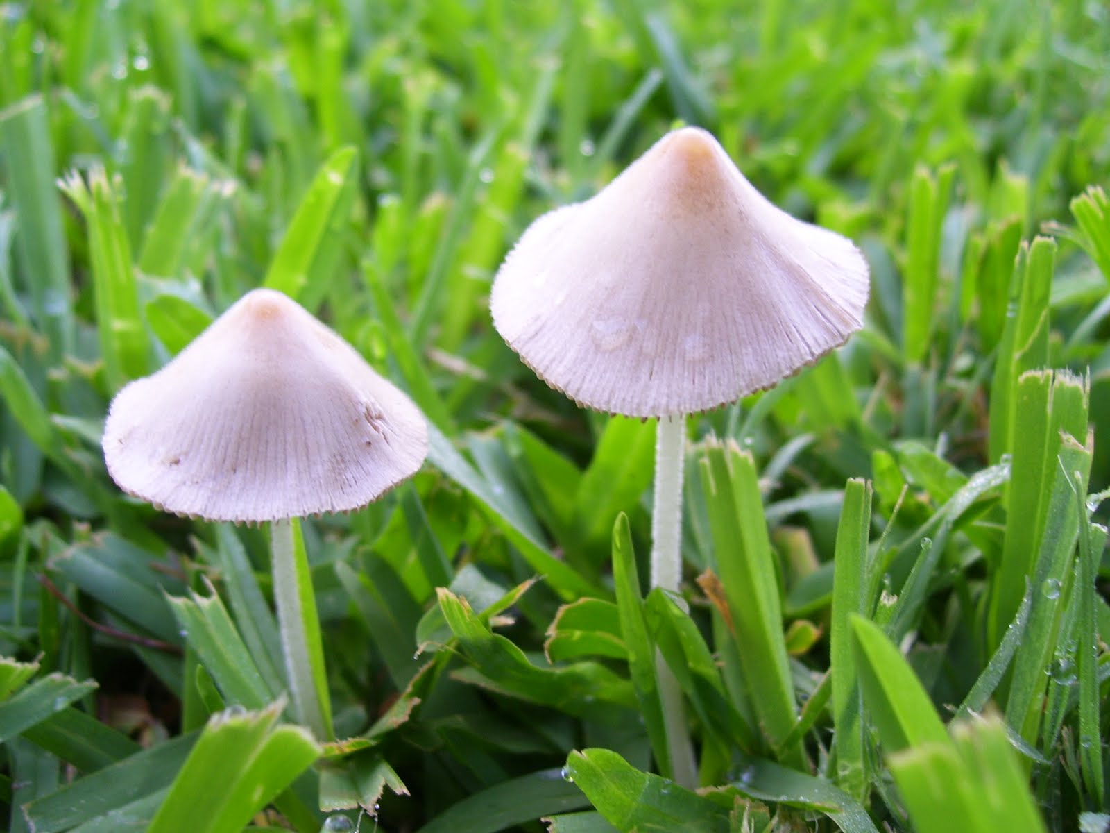 PeridotsGardenBlog: Mushrooms, Toadstools or Fungi?