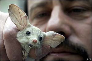 Probably the cutest picture of a Long-Eared Jerboa you'll see today : r/aww