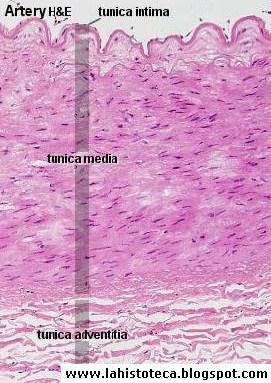 LA HISTOTECA: ARTERIA MUSCULAR #3