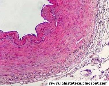 LA HISTOTECA: ARTERIA MUSCULAR #4