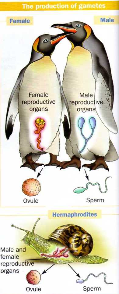 Reproduction In Animals