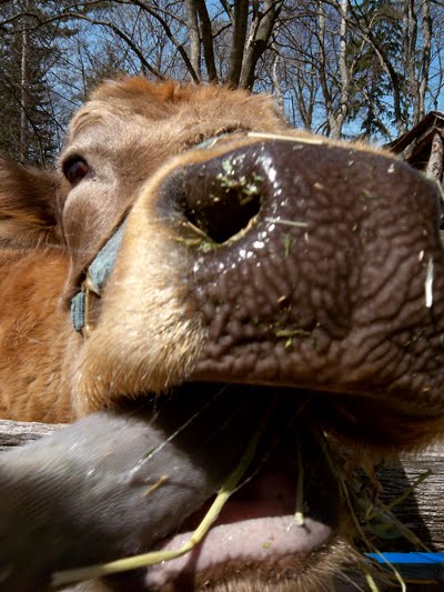 something about nothing: Moooooo